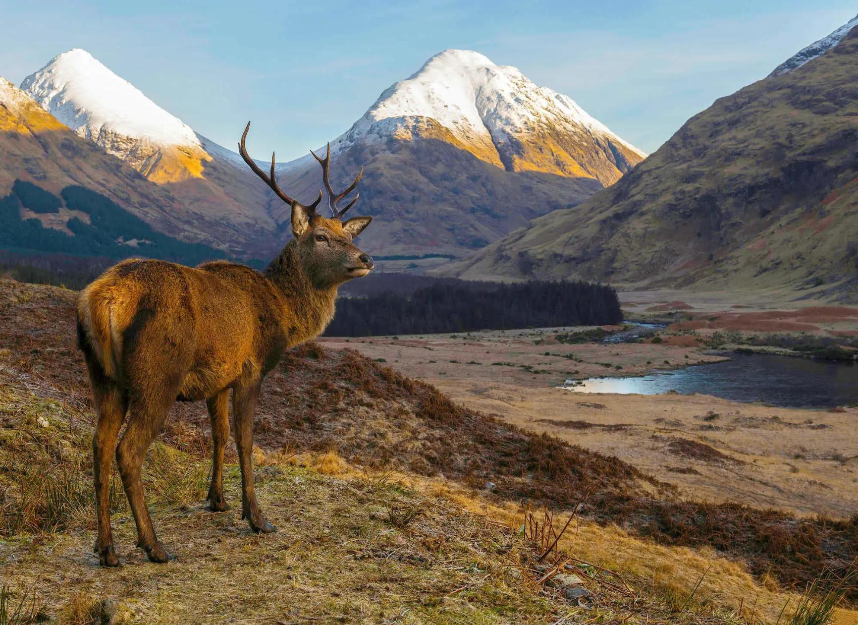Christmas In The Scottish Highlands