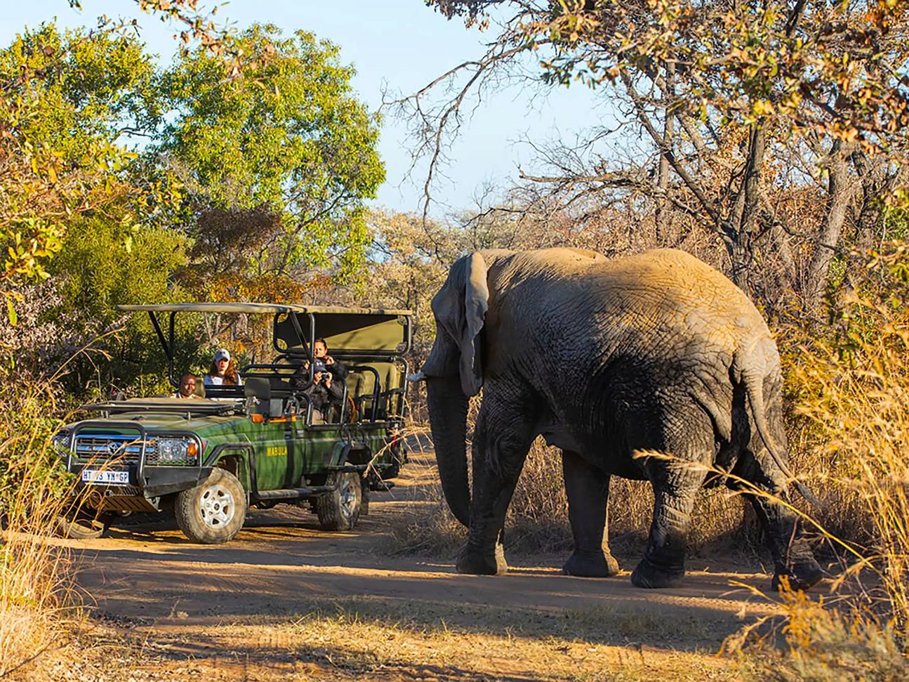 Mabula Lodge South Africa Safari 2026/2027/2028