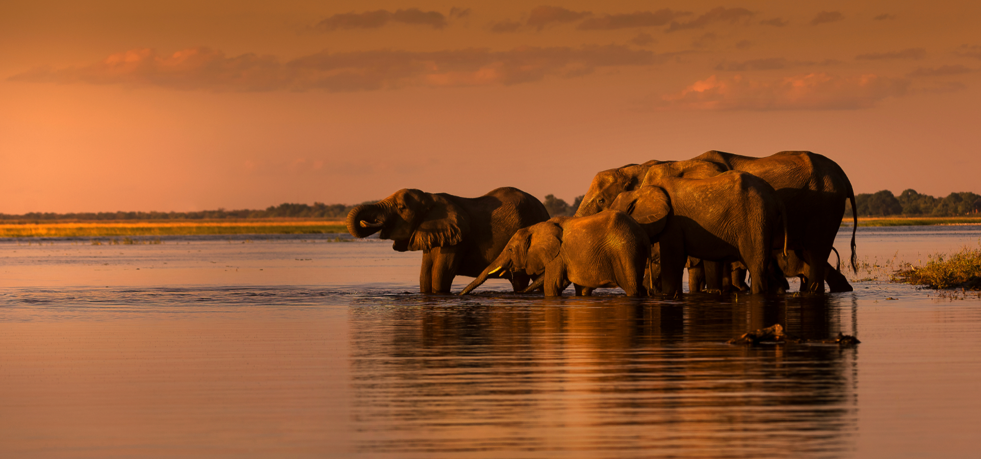 On Safari in South Africa - Elephant Lodge - 2026/2027/2028 | Newmarket ...